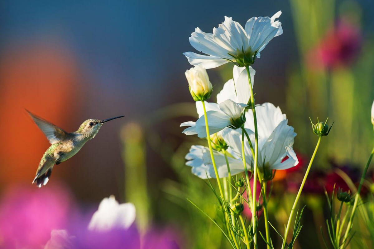 Pollinators Project - Conserve Wildlife Foundation of NJ