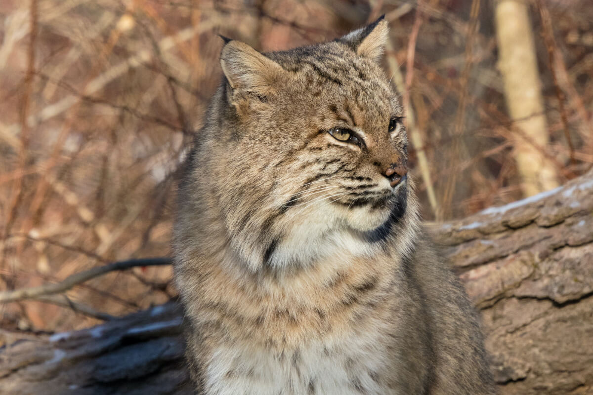 Bobcat Project - Conserve Wildlife Foundation of NJ