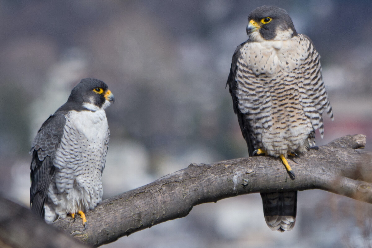 Peregrine Falcon Project - Conserve Wildlife Foundation of NJ