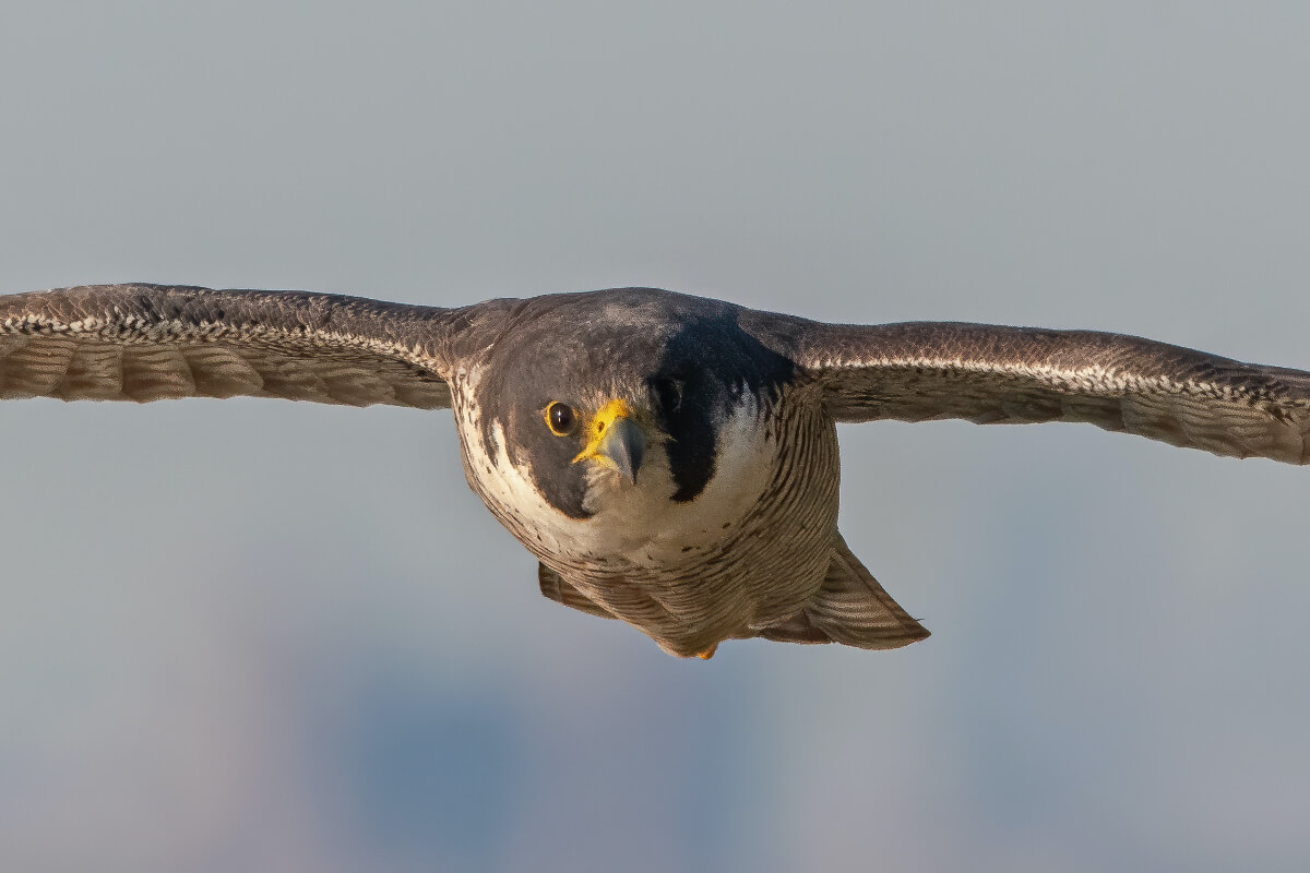 Peregrine Falcon Project - Conserve Wildlife Foundation of NJ
