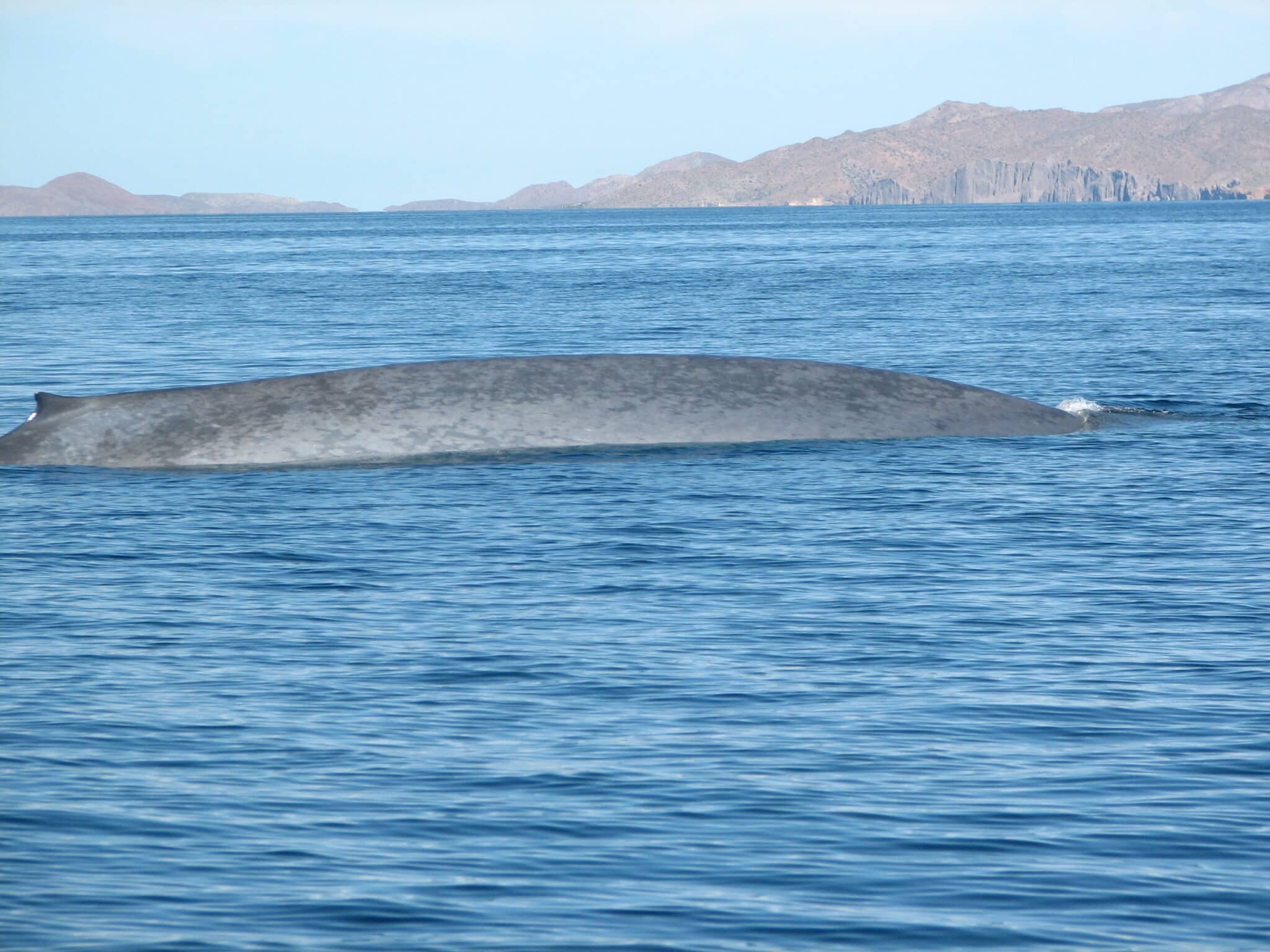 Blue whale - Conserve Wildlife Foundation of NJ