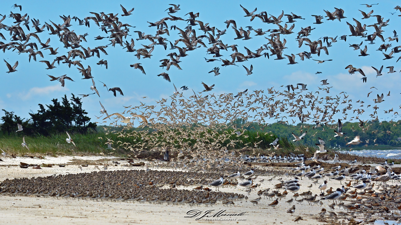 Delaware Bay Shorebird Stewards: Protecting Shorebirds - Conserve ...