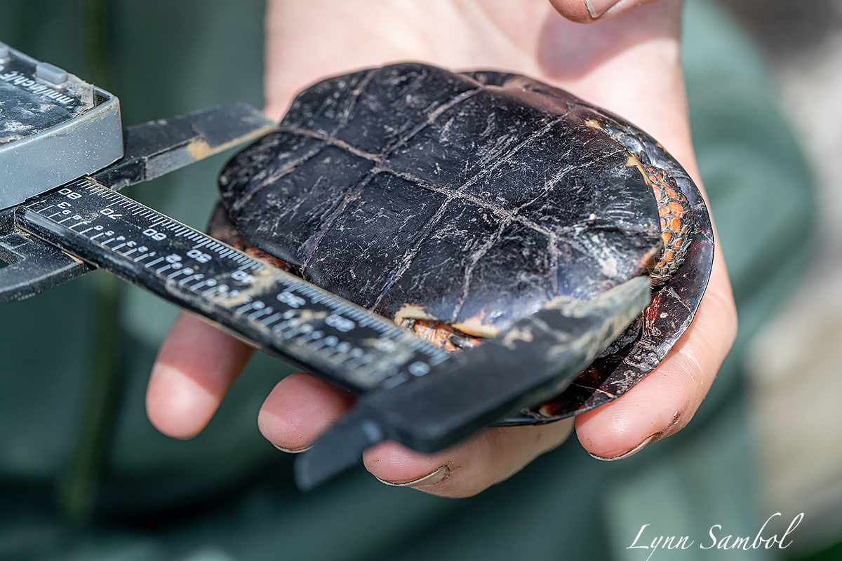 Rallying the Troops for North America's Tiniest Turtle - Conserve ...