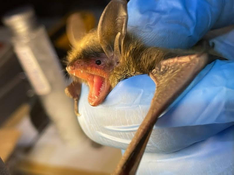 Northern Long-Eared Bats found in the Pinelands - Conserve Wildlife ...