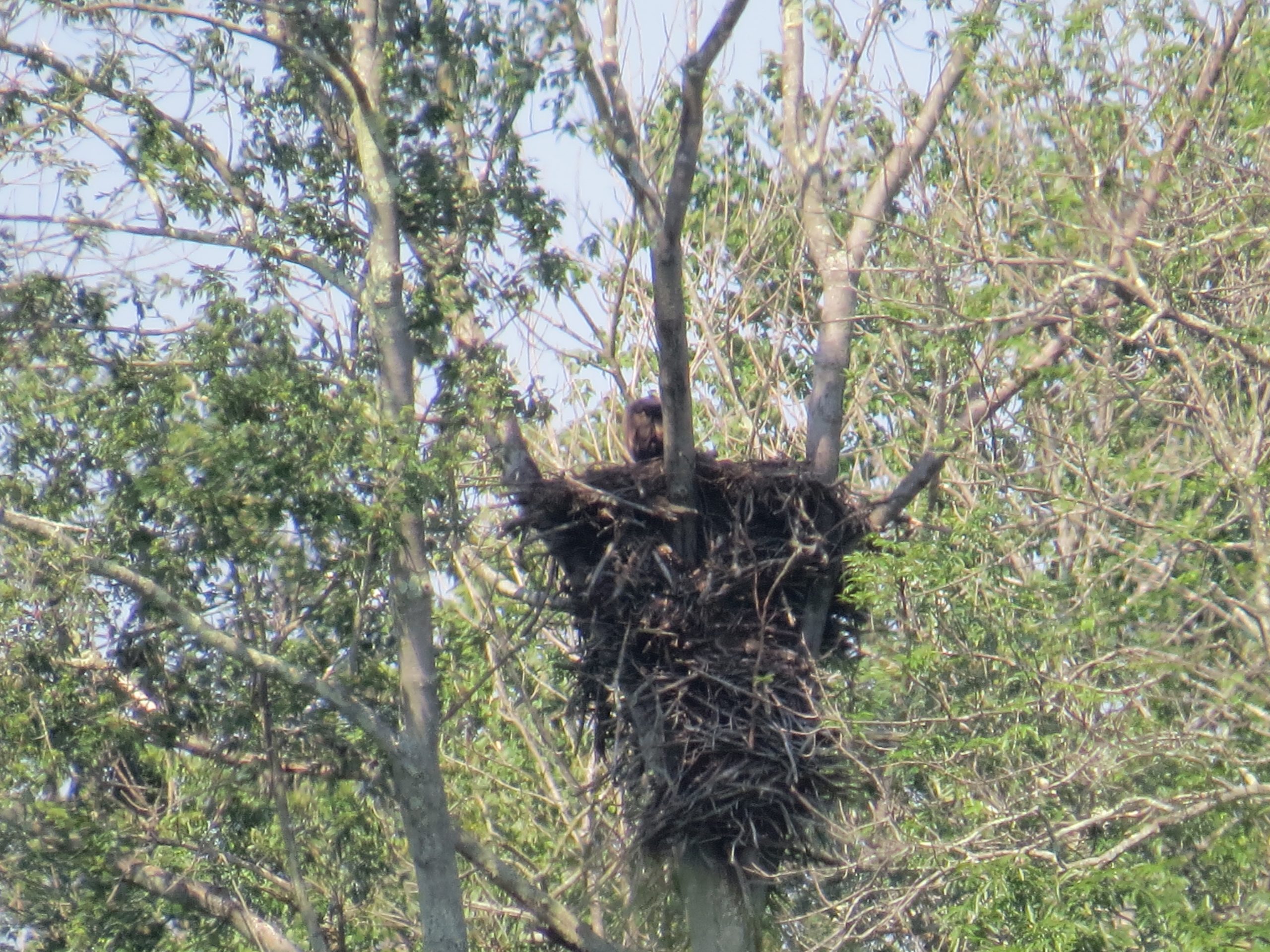 The 2021 NJ Eagle Nesting Season in photos - Conserve Wildlife ...