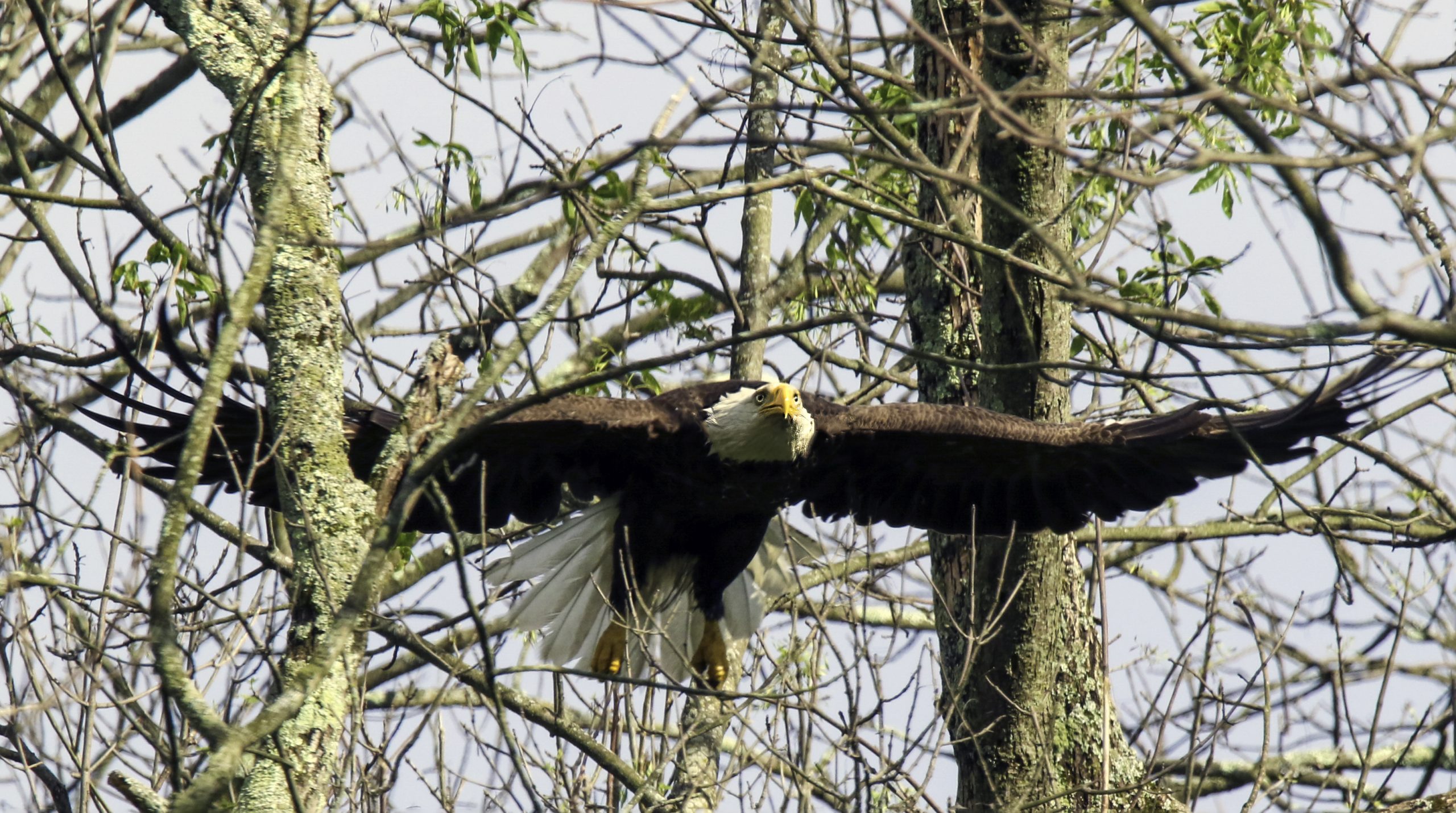 The 2021 NJ Eagle Nesting Season in photos - Conserve Wildlife ...