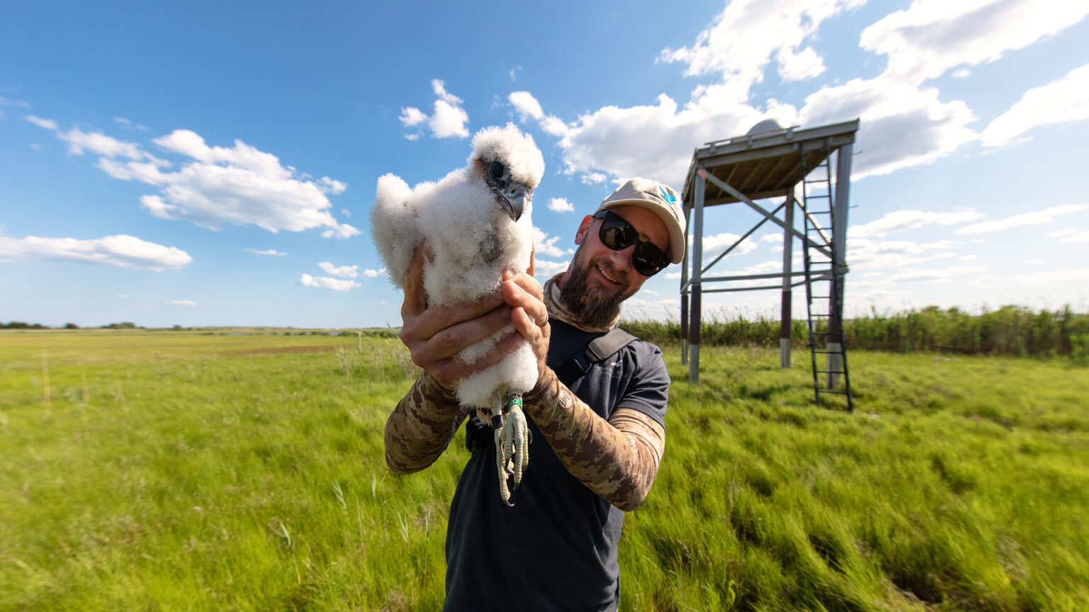 Peregrine Falcon Project - Conserve Wildlife Foundation of NJ
