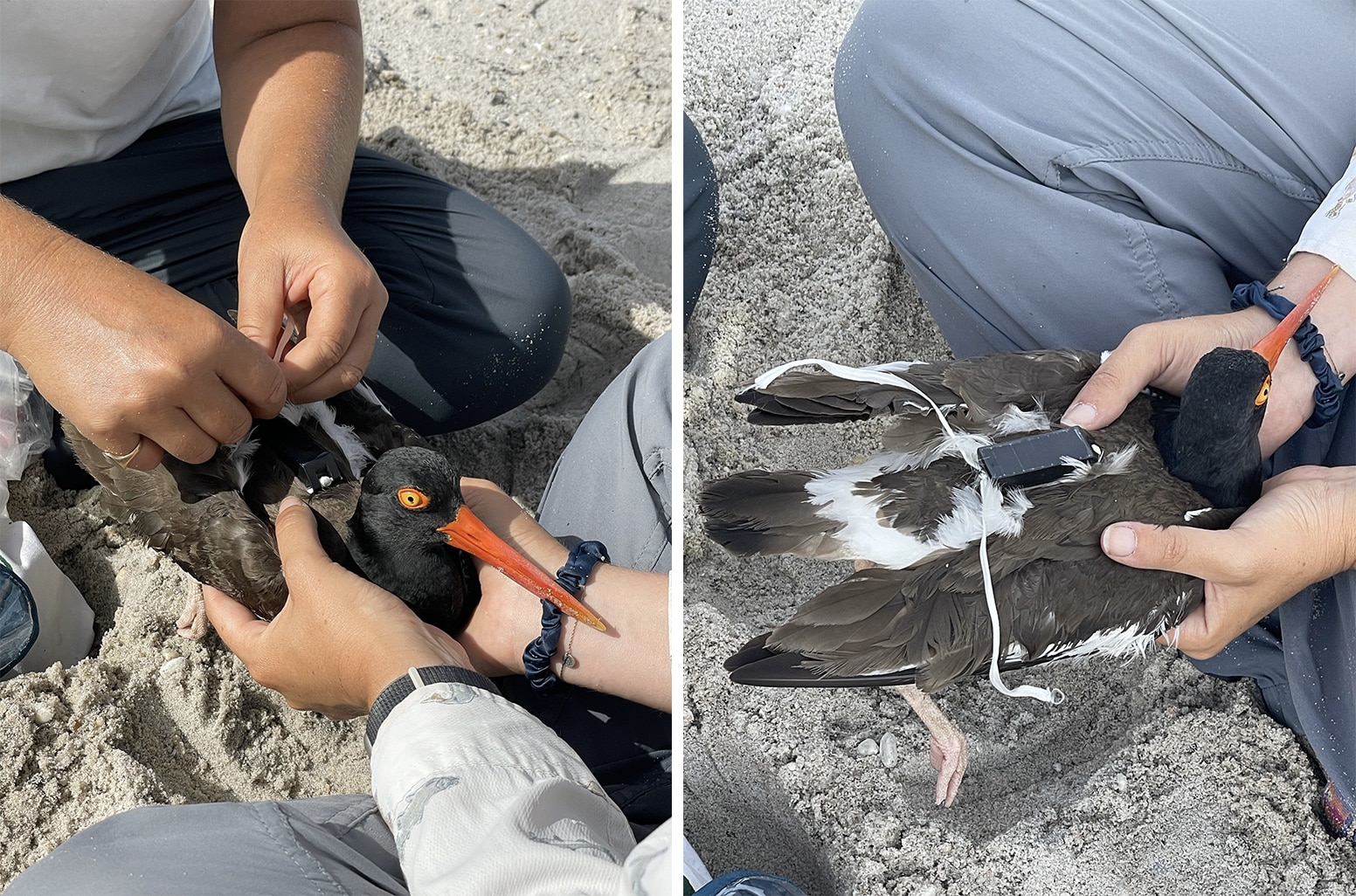 Using Wildlife Telemetry to Track American Oystercatchers on the ...