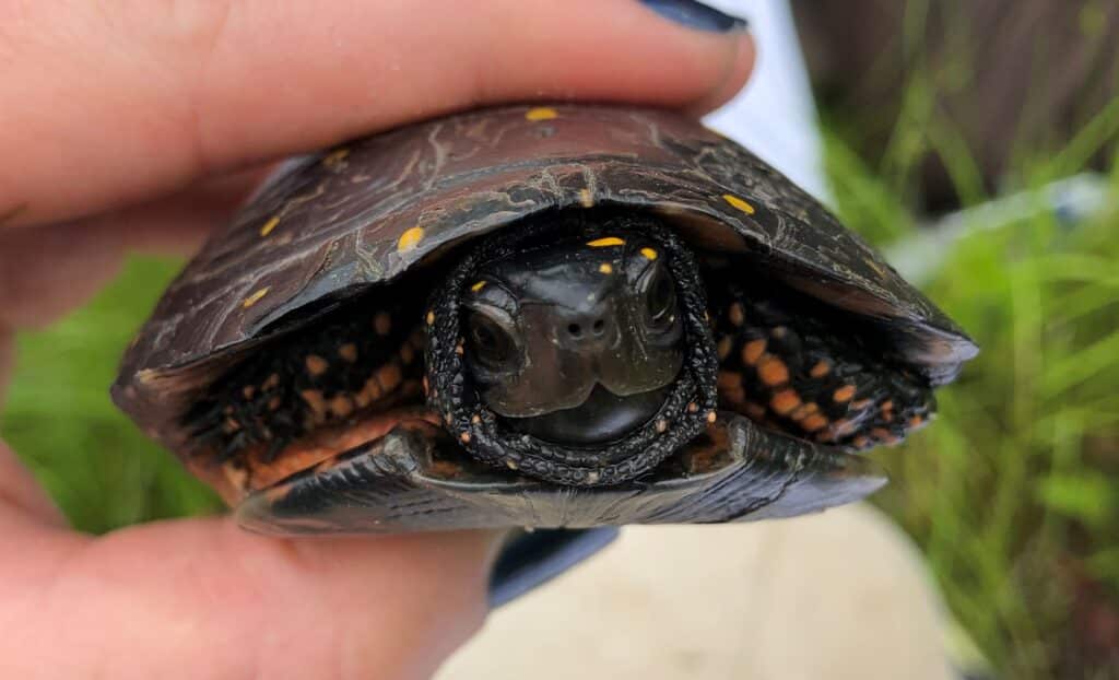Spotted Turtles Archives - Conserve Wildlife Foundation of NJ