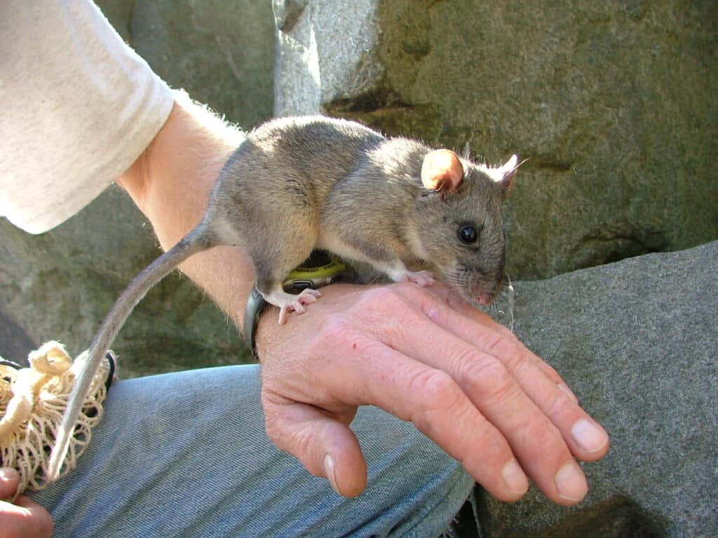 Allegheny woodrat - Conserve Wildlife Foundation of NJ
