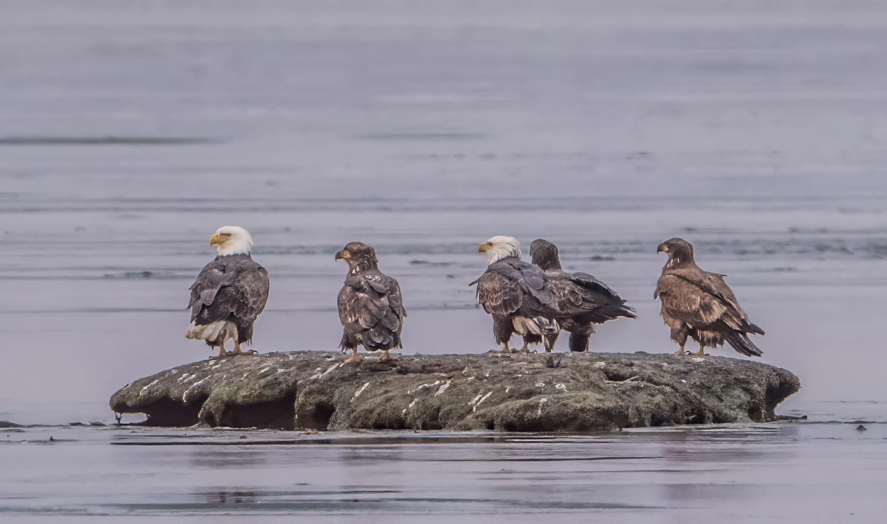 New Jersey Bald Eagles are preparing for 2025 - Conserve Wildlife ...