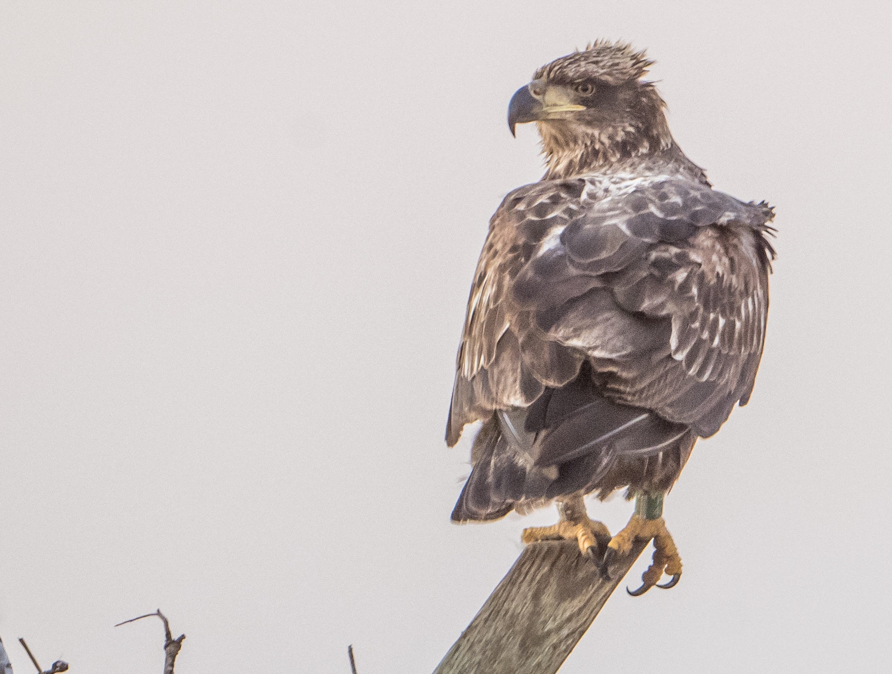 New Jersey Bald Eagles are preparing for 2025 - Conserve Wildlife ...