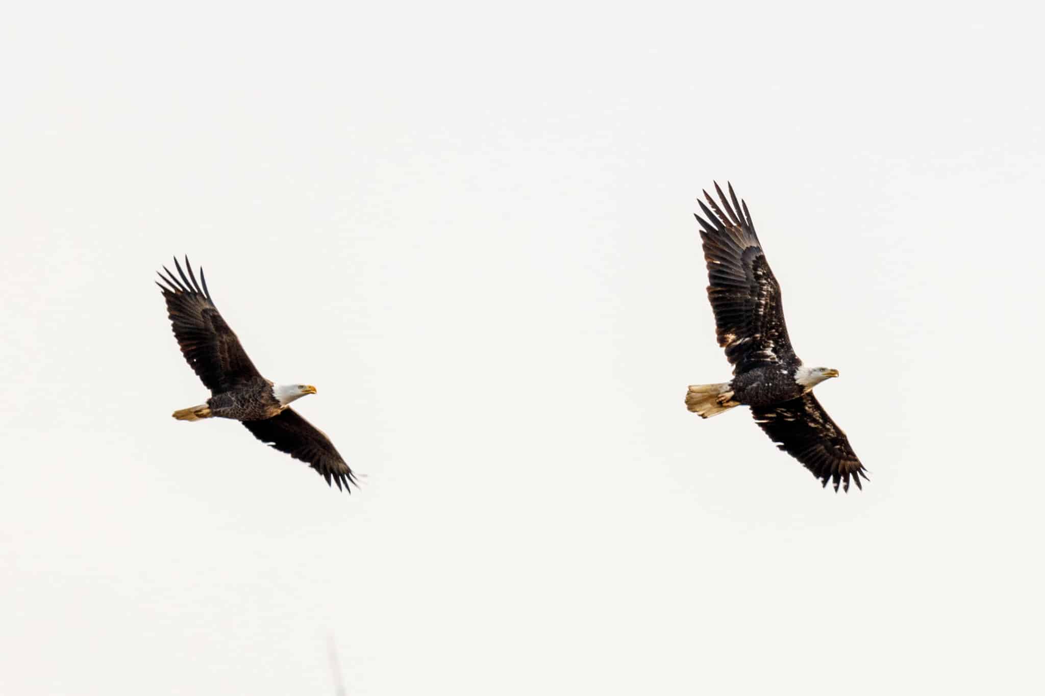 New Jersey Bald Eagles are preparing for 2025 - Conserve Wildlife ...