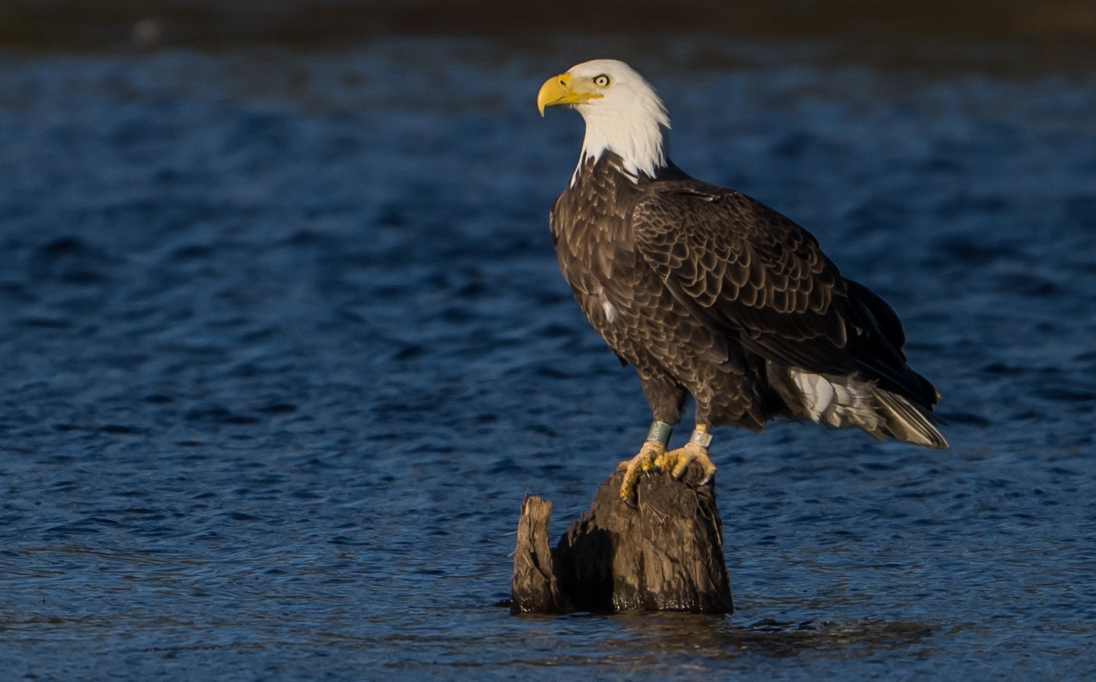 New Jersey Bald Eagles are preparing for 2025 - Conserve Wildlife ...