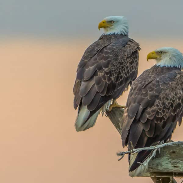 New Jersey Bald Eagles are preparing for 2025 - Conserve Wildlife ...