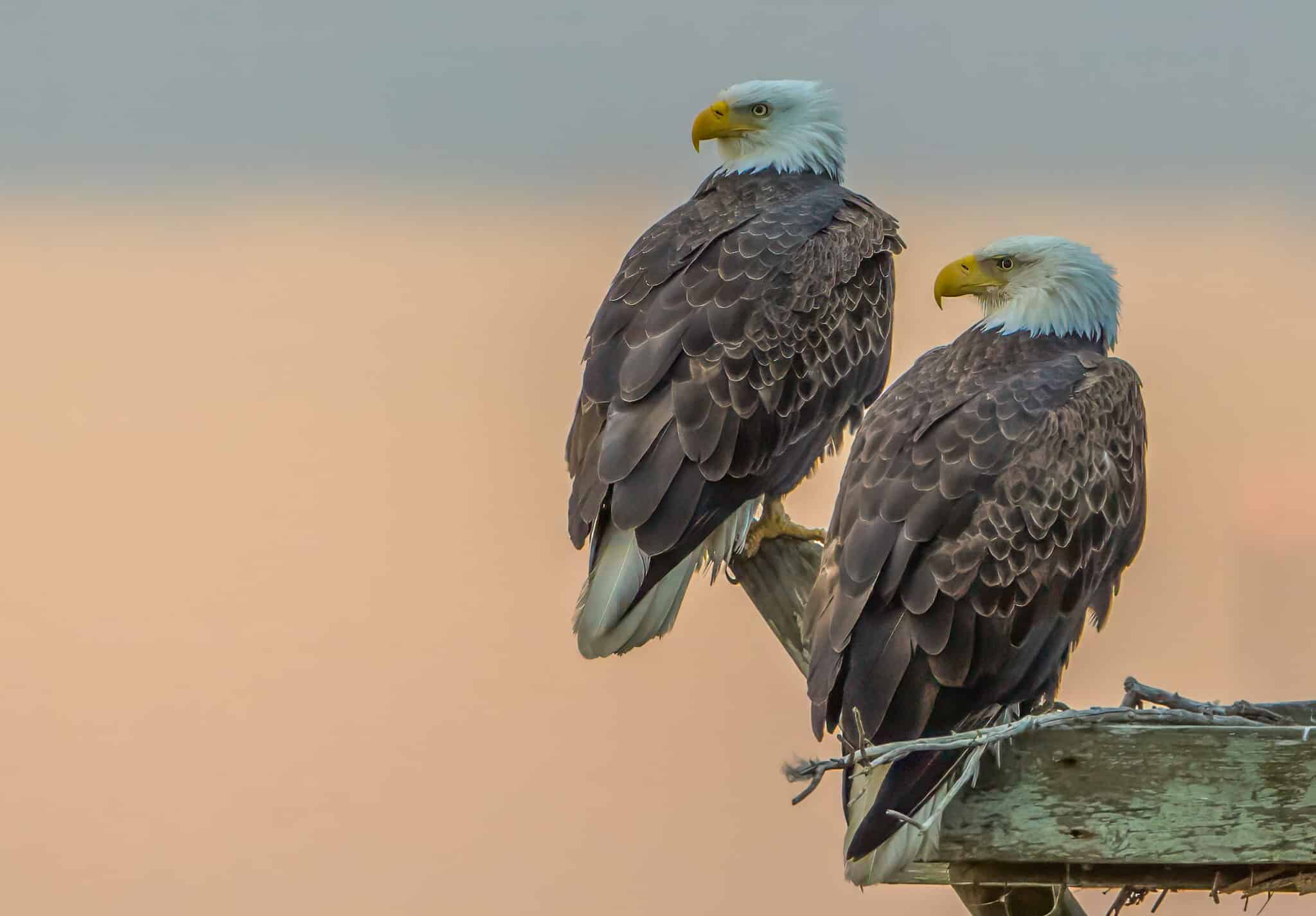 New Jersey Bald Eagles are preparing for 2025 - Conserve Wildlife ...