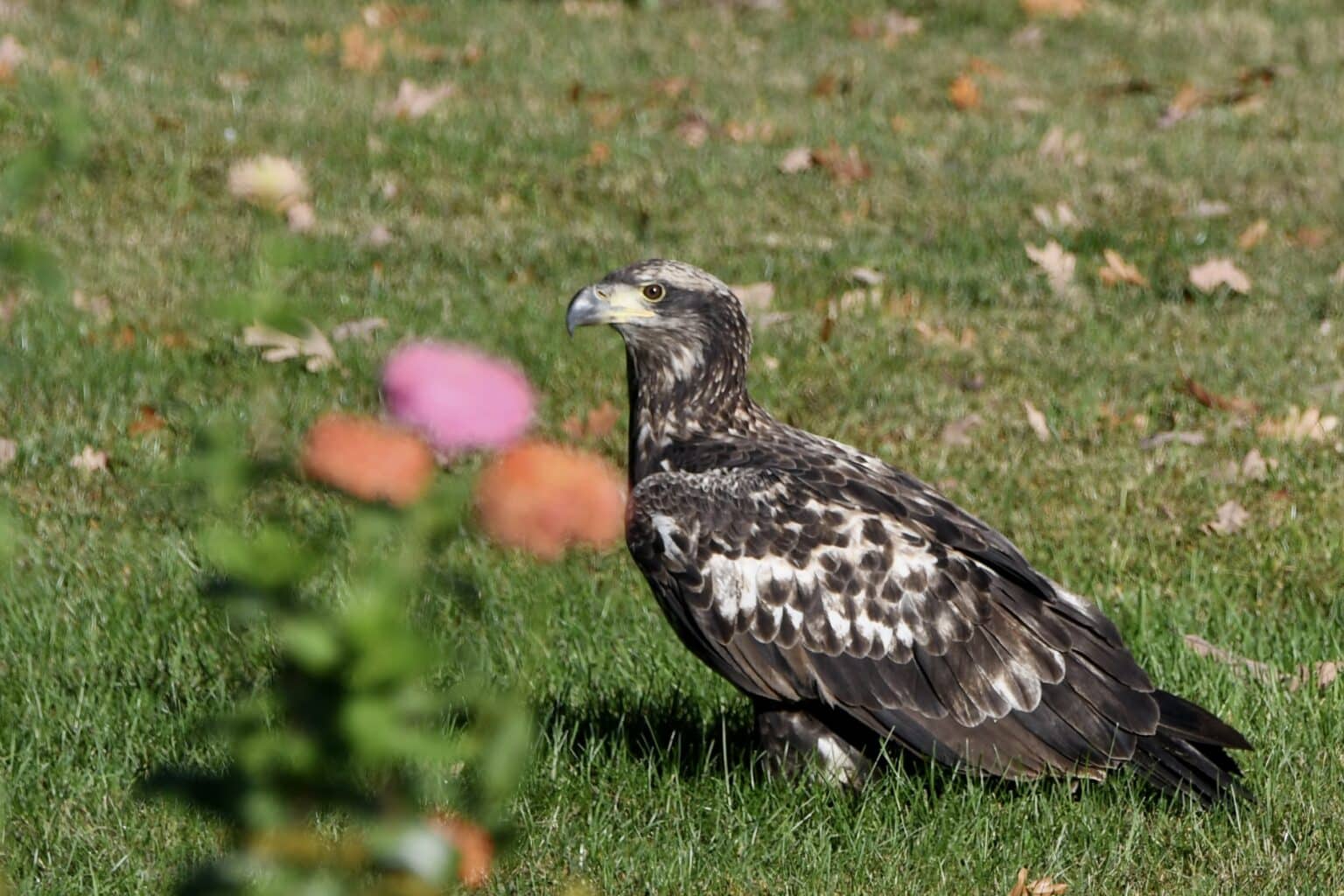 2024 New Jersey Bald Eagle Project Report - Conserve Wildlife ...