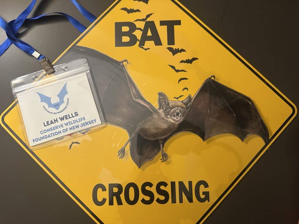 Insights from the Northeast Bat Working Group's Annual Meeting ...