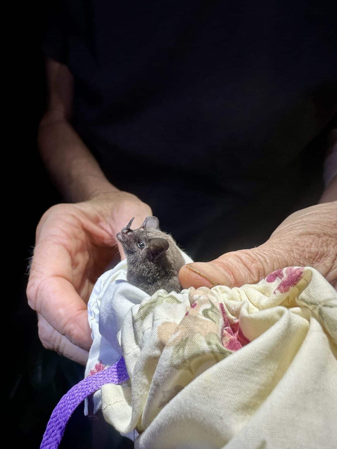 Bats in Costa Rica - Conserve Wildlife Foundation of NJ