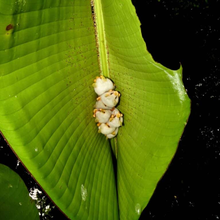 Bats in Costa Rica - Conserve Wildlife Foundation of NJ