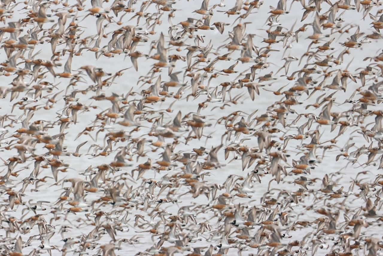 Delaware Bay Shorebird Stewards: Shorebird Superheroes - Conserve ...