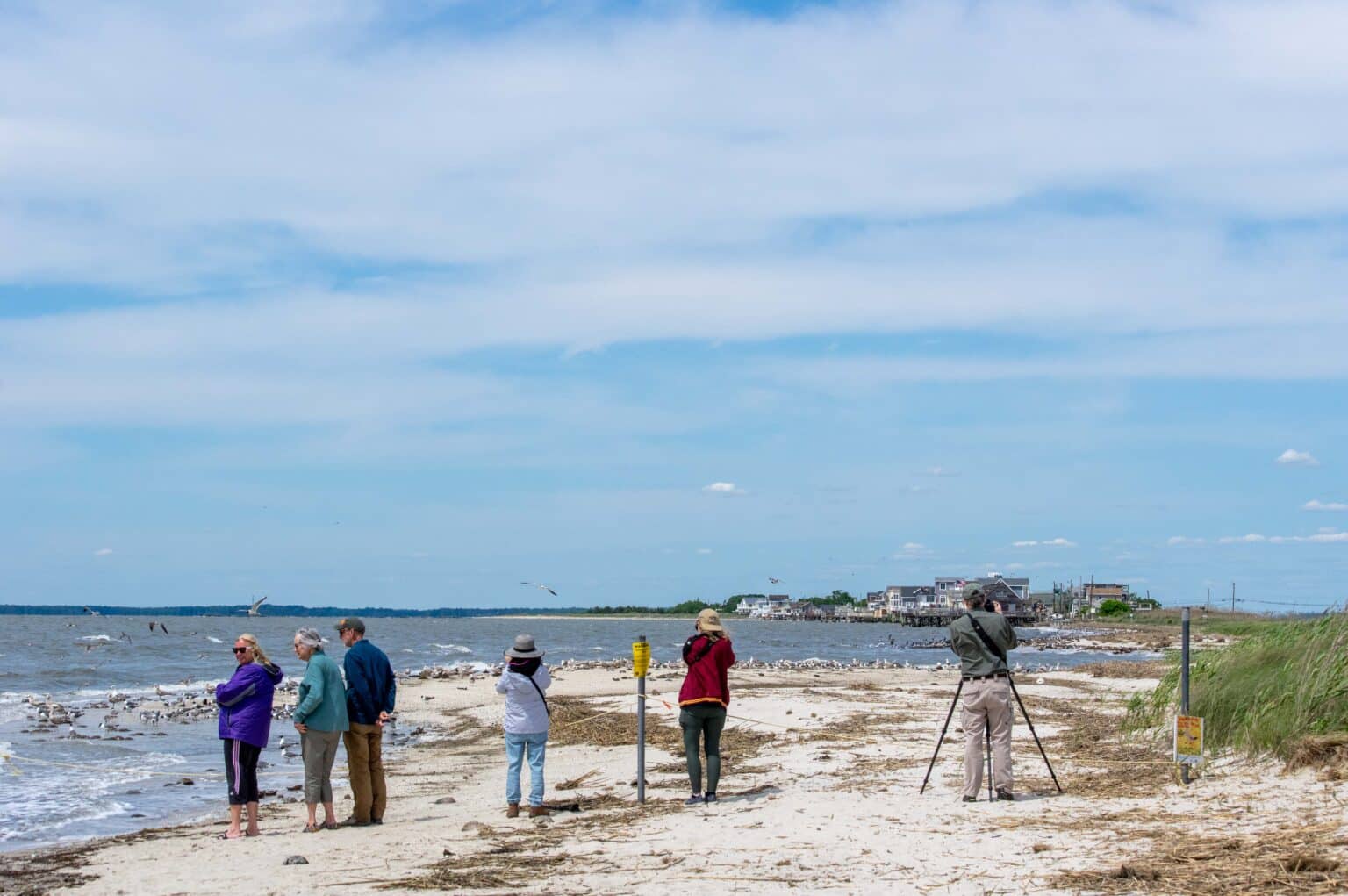 Delaware Bay Shorebird Stewards: Shorebird Superheroes - Conserve ...