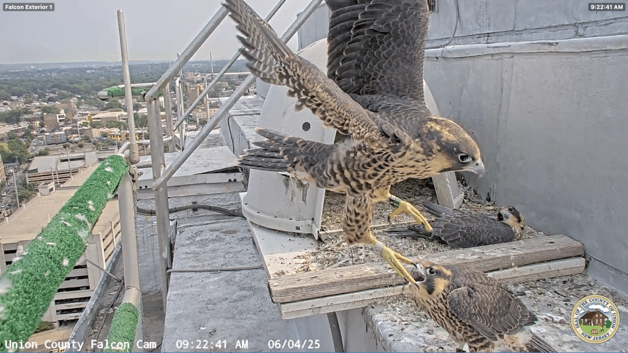 Union County Falcon Cam / Conserve Wildlife Foundation of NJ
