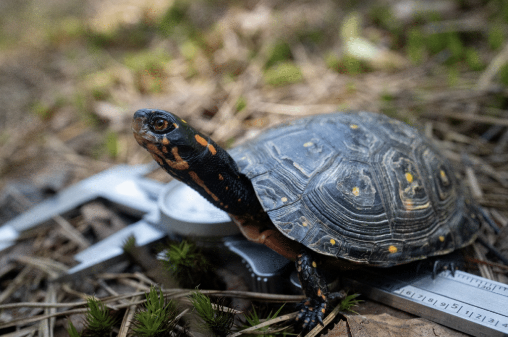 Connecting the Spots: Field Research on New Jersey’s Spotted Turtles ...