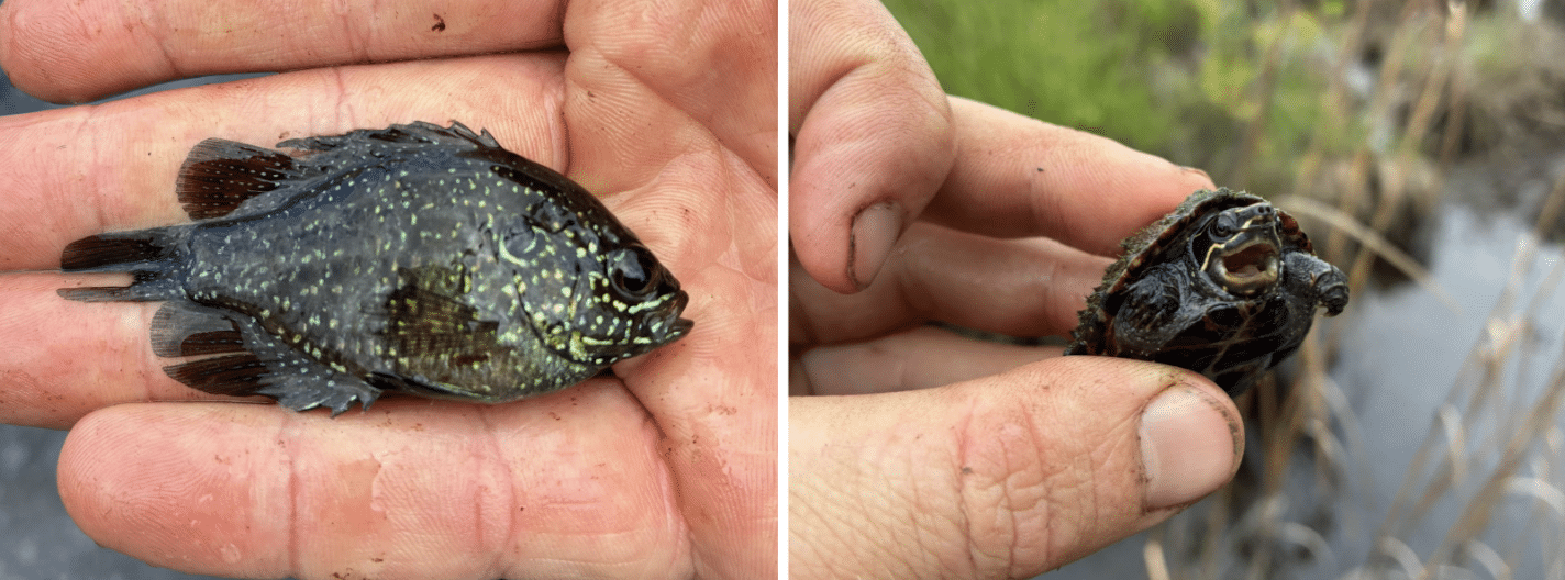 Connecting the Spots: Field Research on New Jersey’s Spotted Turtles ...