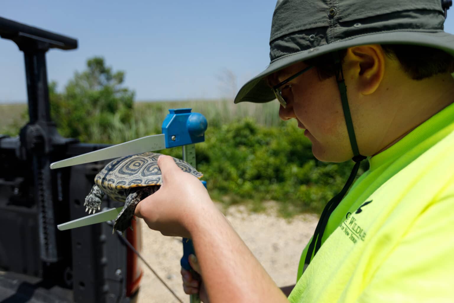 Ensuring More Terrapins Live to See Tomorrow - Conserve Wildlife ...