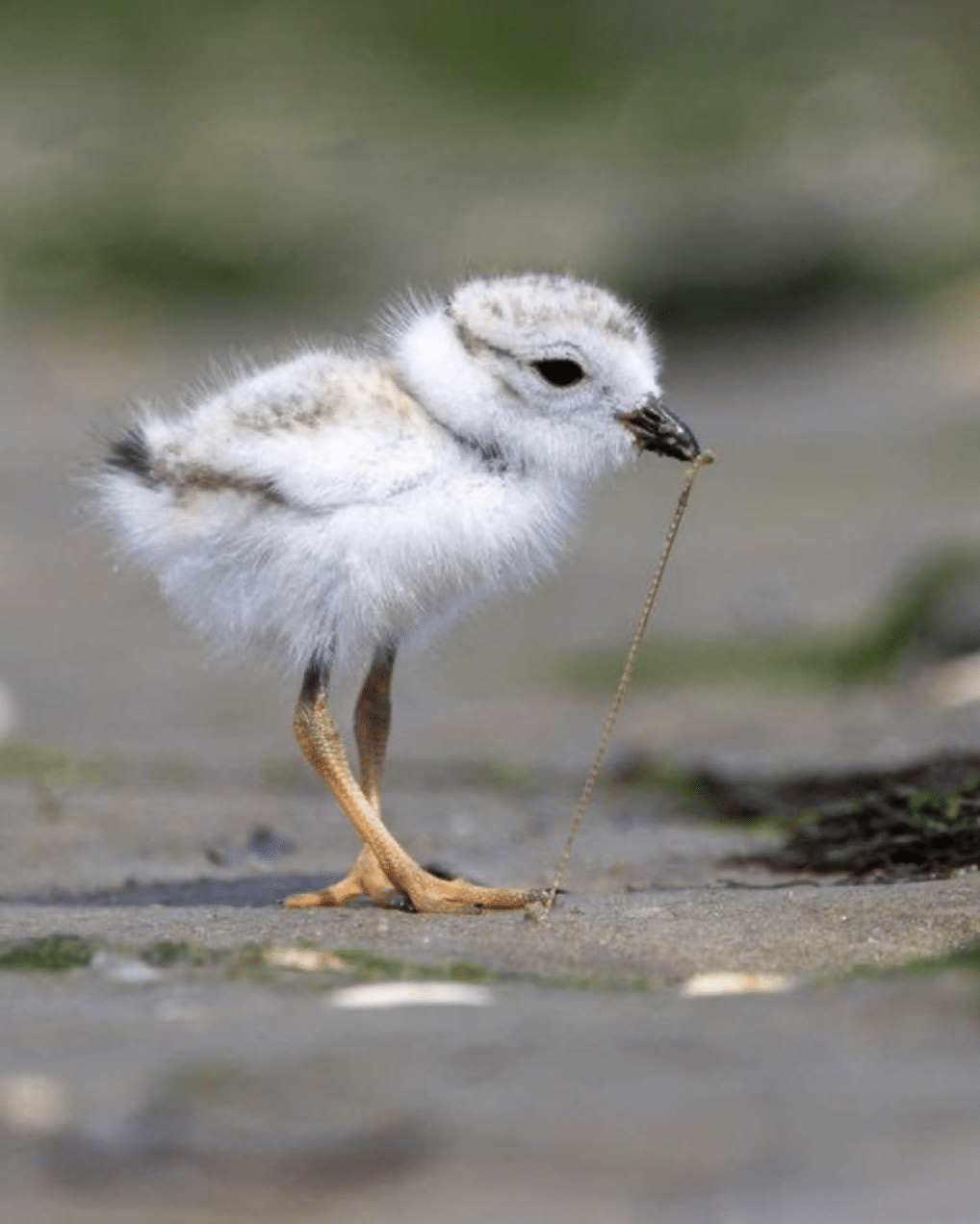 Barnegat Light Habitat Restoration Breeding Update - Conserve Wildlife ...