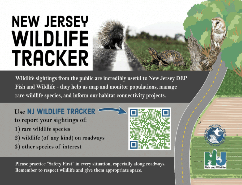 Help Track NJ’s Rare Wildlife: Big Changes to the Endangered Species ...