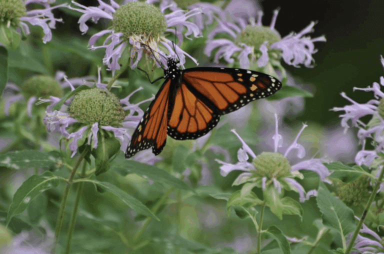 Help Track NJ’s Rare Wildlife: Big Changes to the Endangered Species ...