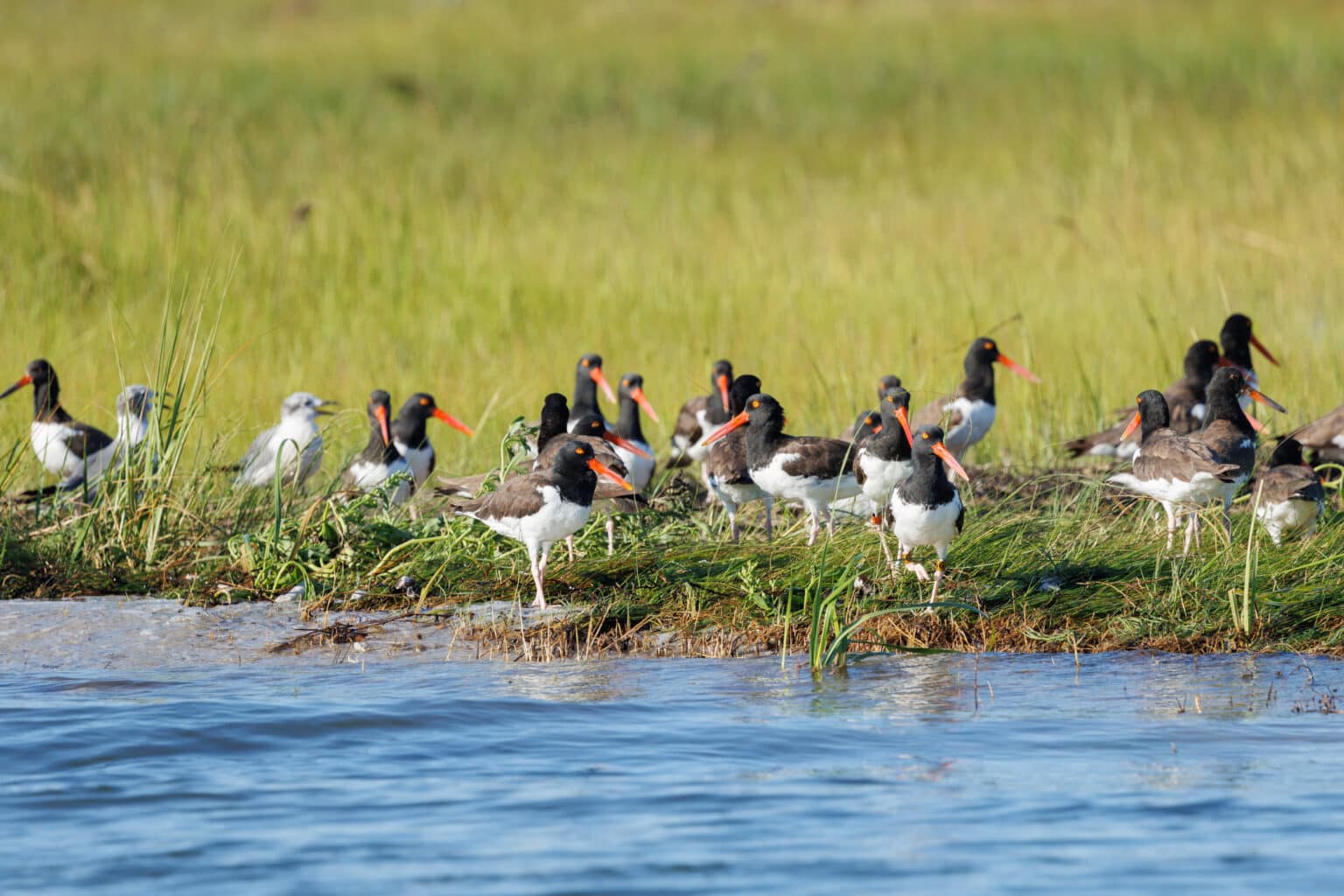 New NFWF-funded collaboration with The Wetlands Institute targets New ...