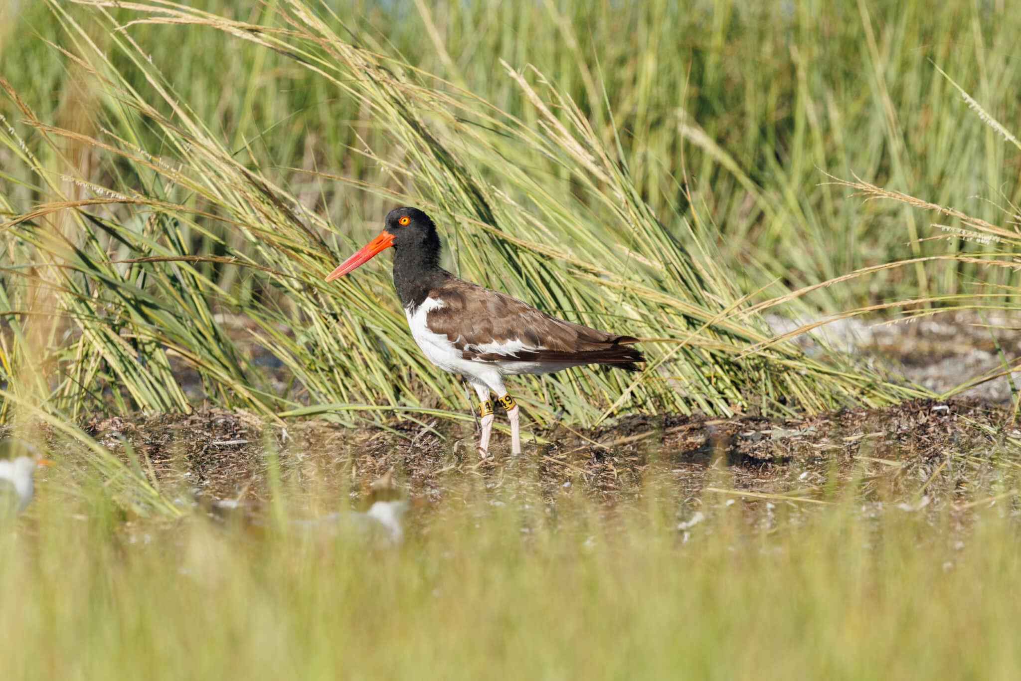 New NFWF-funded collaboration with The Wetlands Institute targets New ...