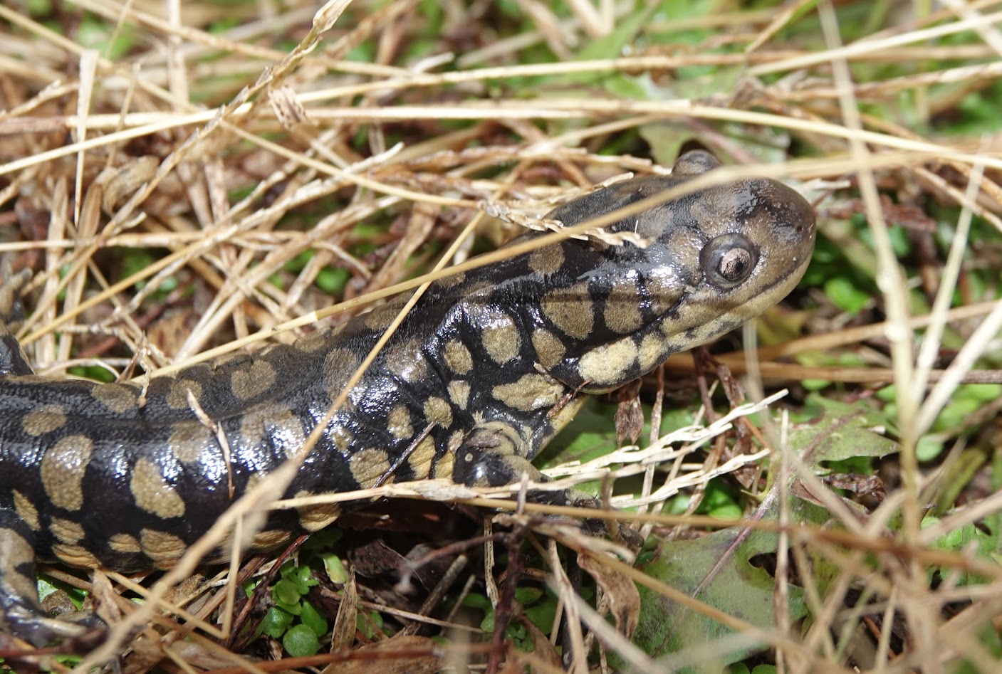 Eastern Tiger Salamanders-New Jersey's Early Breeders - Conserve ...