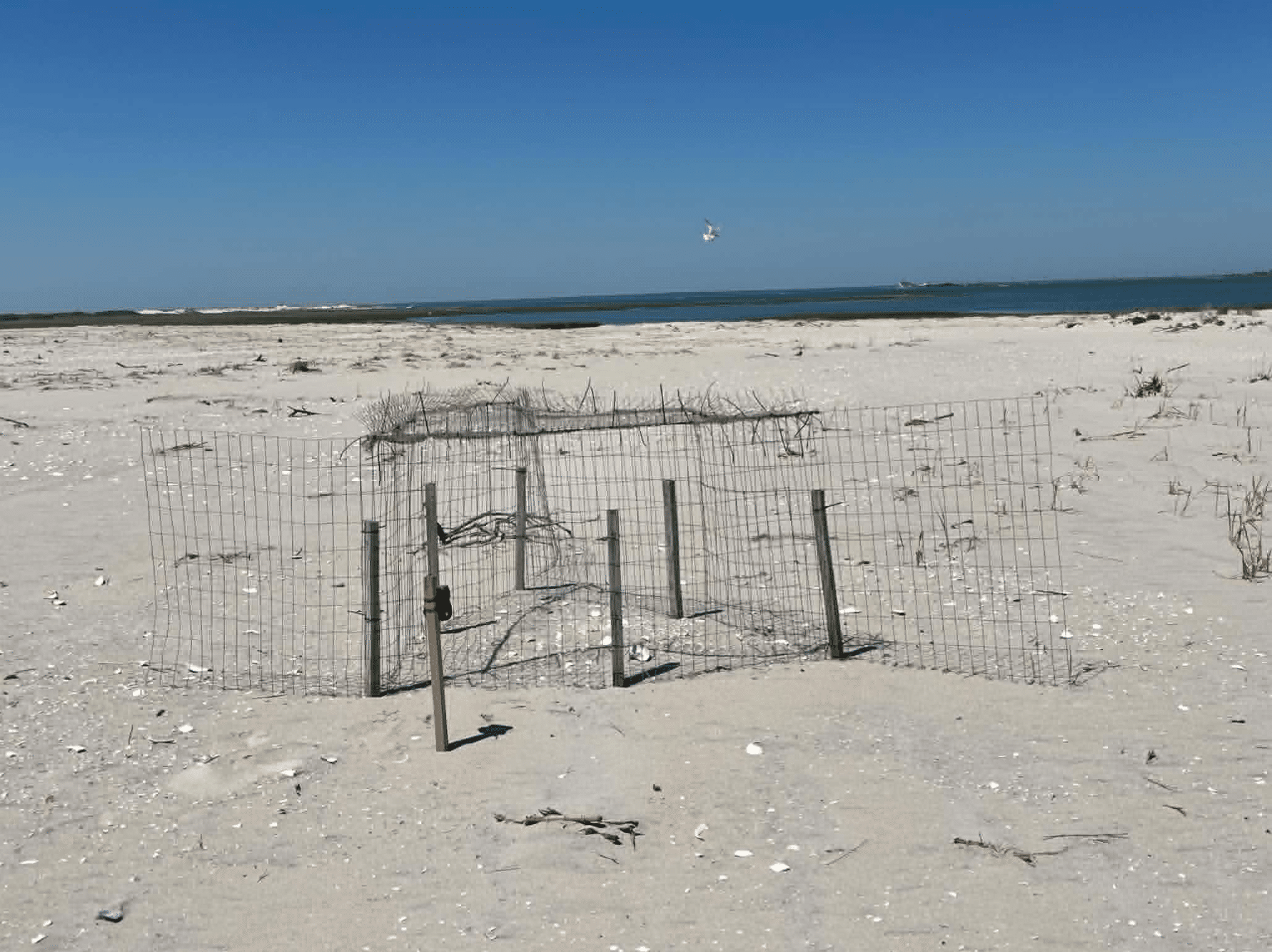 CWF Receives Grant to Study a New Piping Plover Predator Exclosure ...